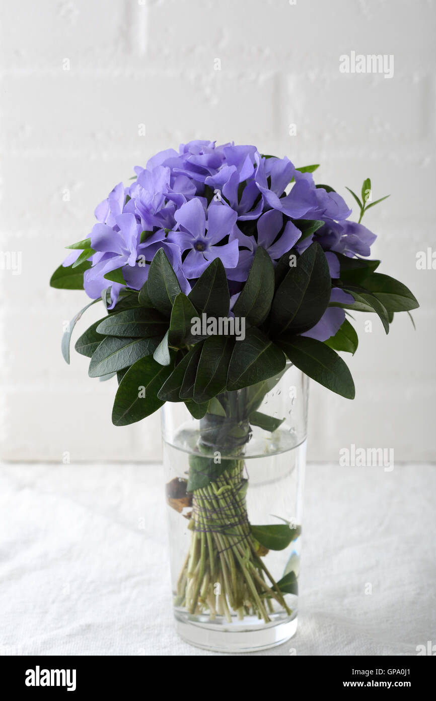 Small Periwinkle High Resolution Stock Photography and Images - Alamy