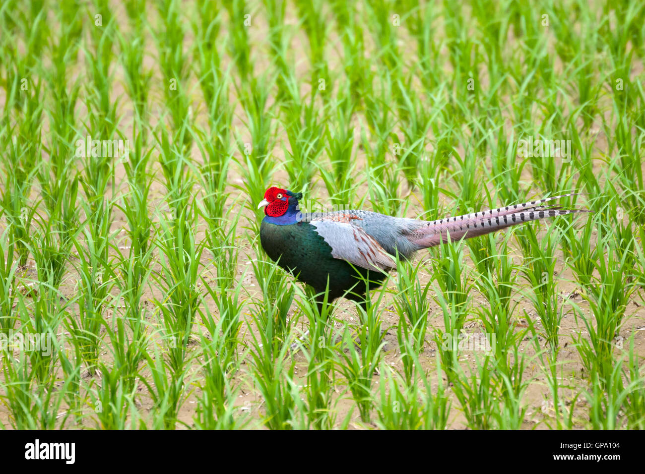 walking-green-pheasant-in-a-paddy-field-the-green-pheasant-also-known