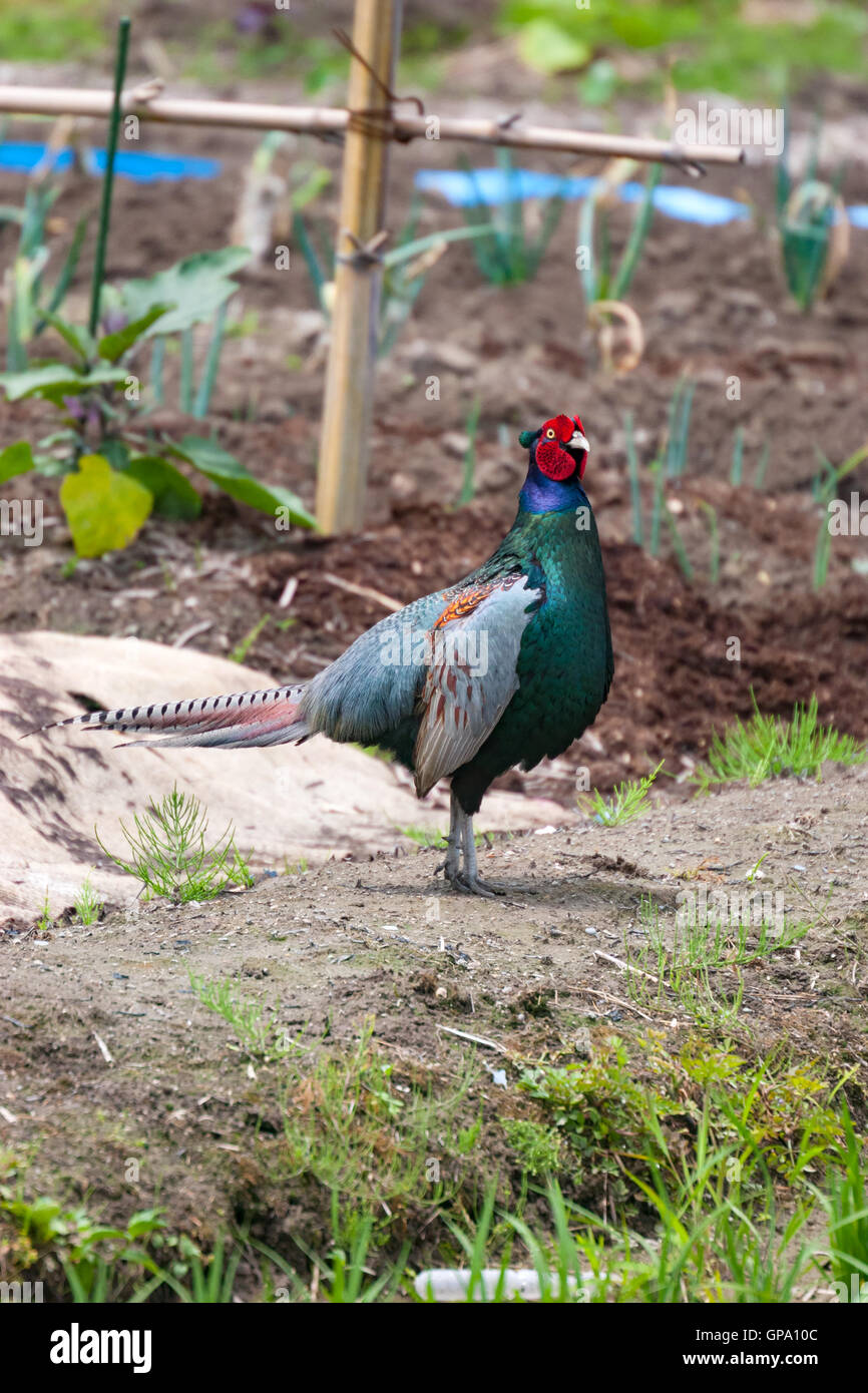 Male Green pheasant. The green pheasant, also known as Japanese green ...