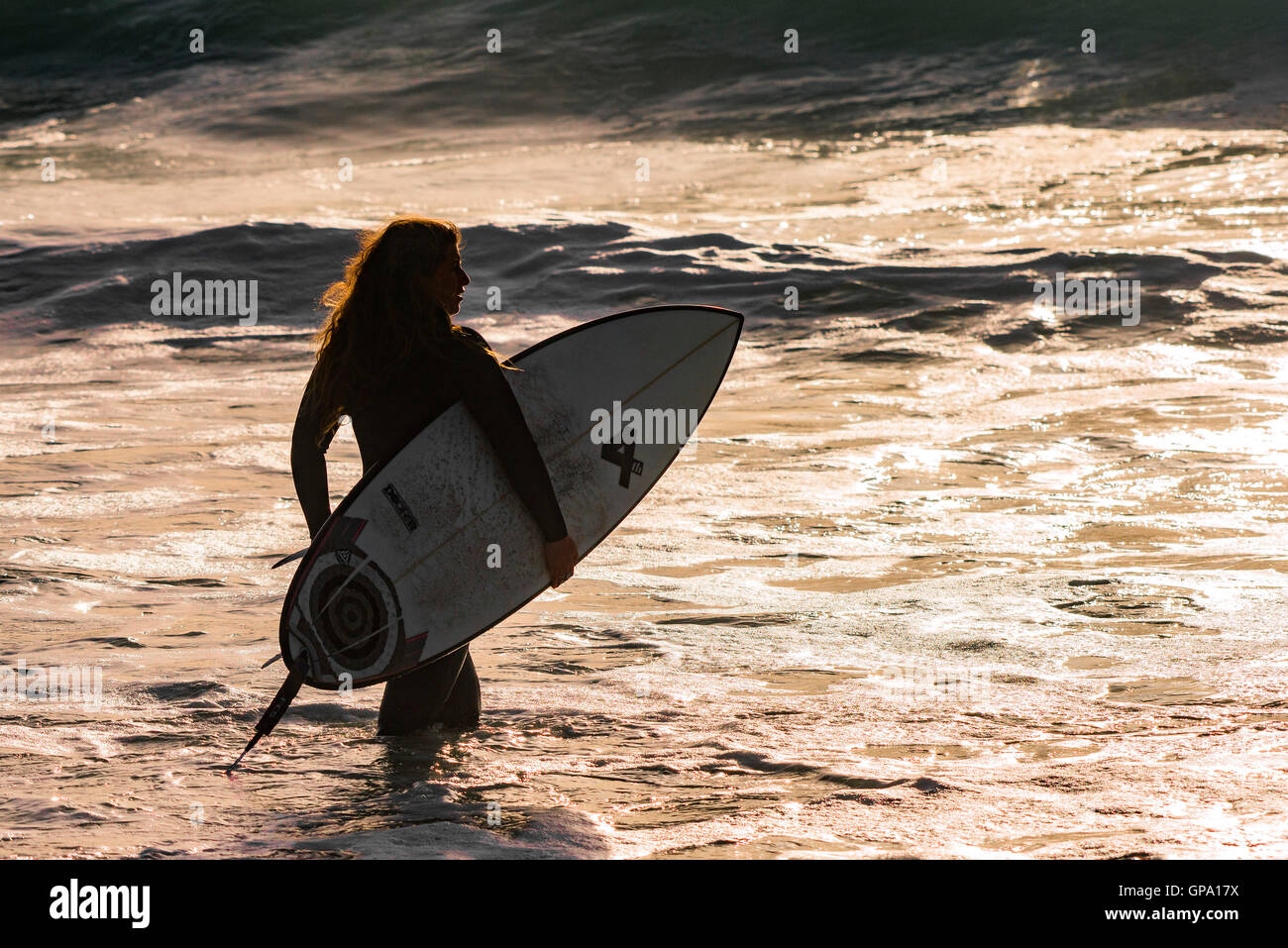 Surfing UK. A female surfer walks out into the sea at Fistral in ...