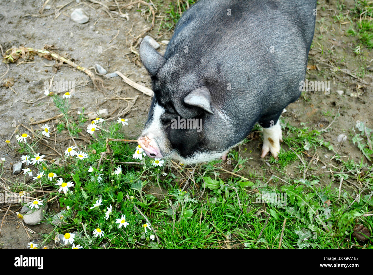 A Free Range Black Pig Sniffing the Daisies Stock Photo - Alamy
