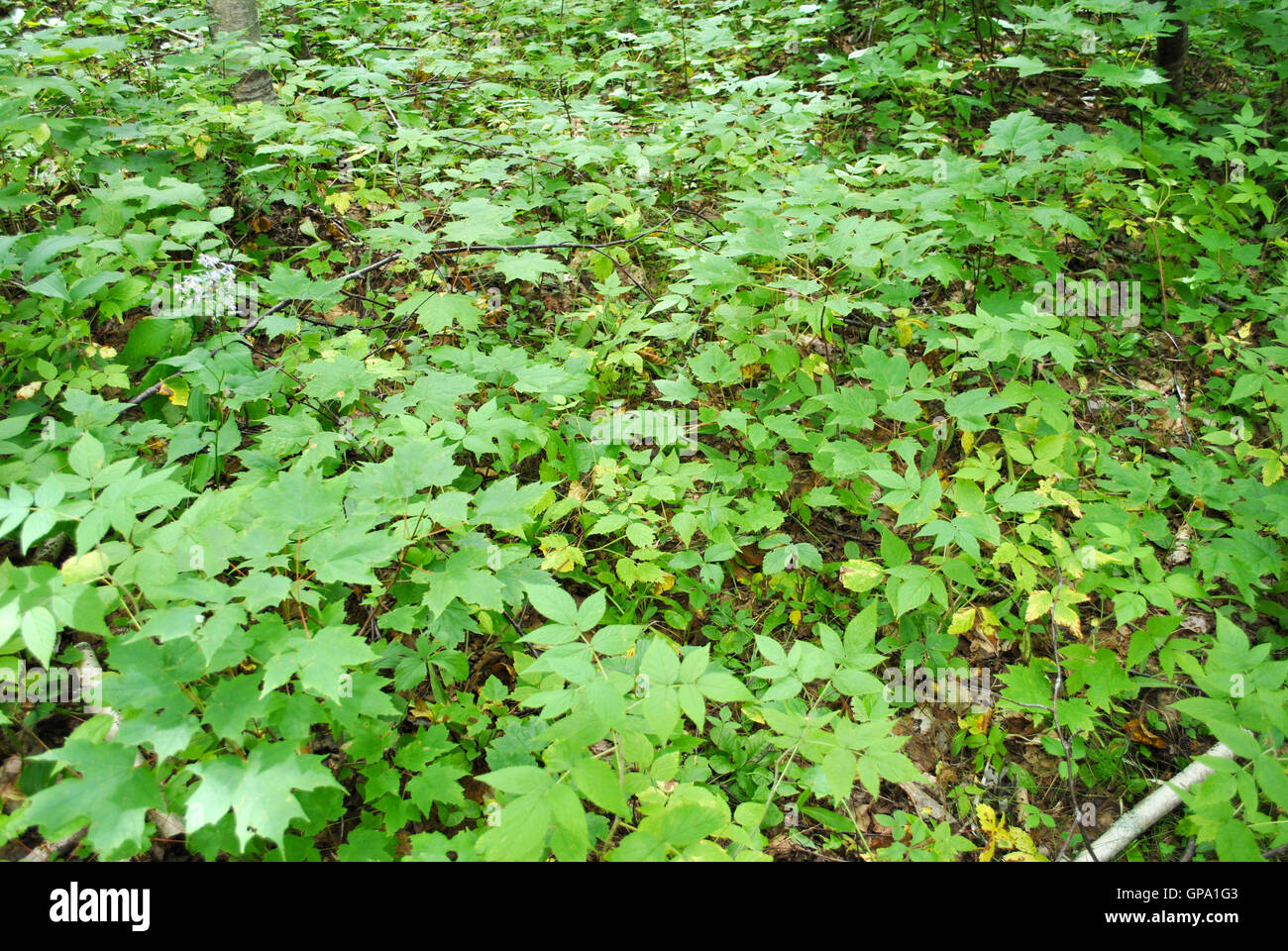 Leafy forest floor hi-res stock photography and images - Alamy