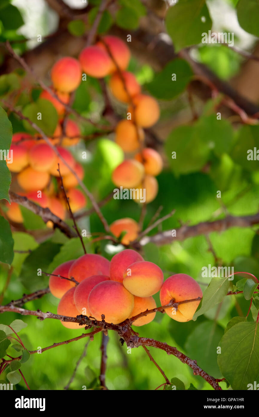 Maturing tree fruit hi-res stock photography and images - Alamy