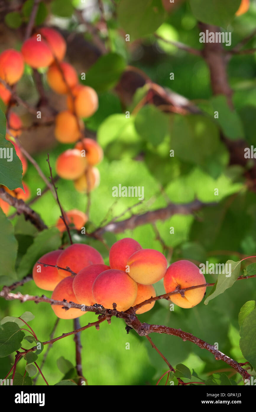 Apricot tree grows hi-res stock photography and images - Alamy