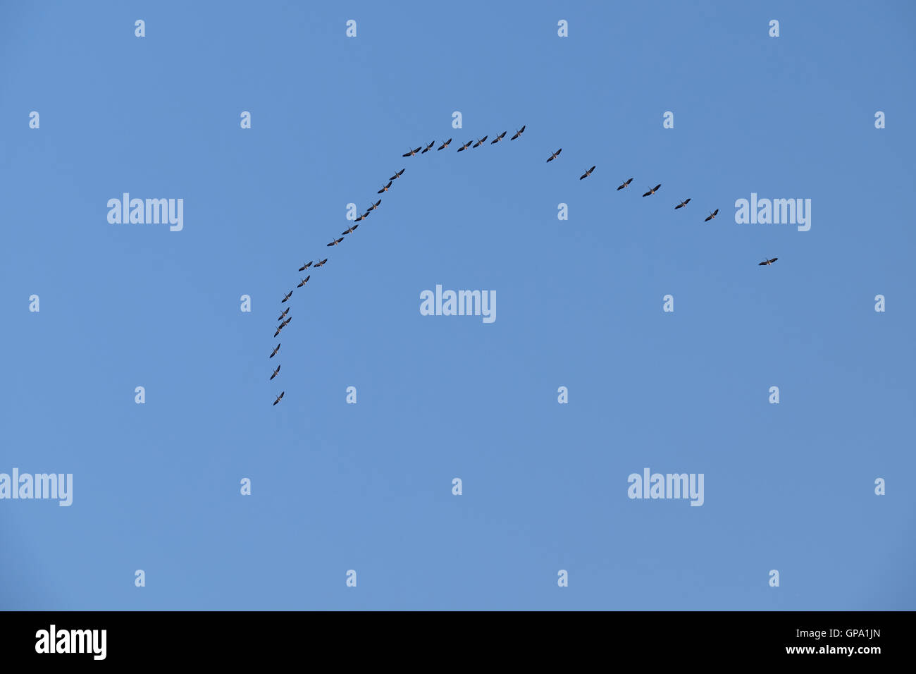 Migrating birds colour hi-res stock photography and images - Alamy