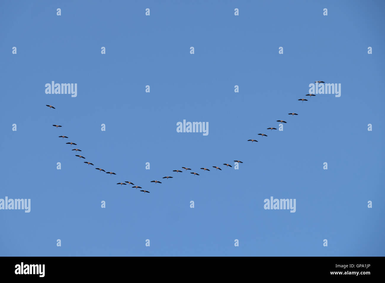 Migrating flocks hi-res stock photography and images - Alamy