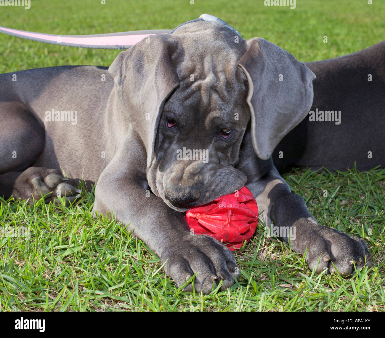Grey great dane puppy that is chewing on a red ball Stock Photo - Alamy