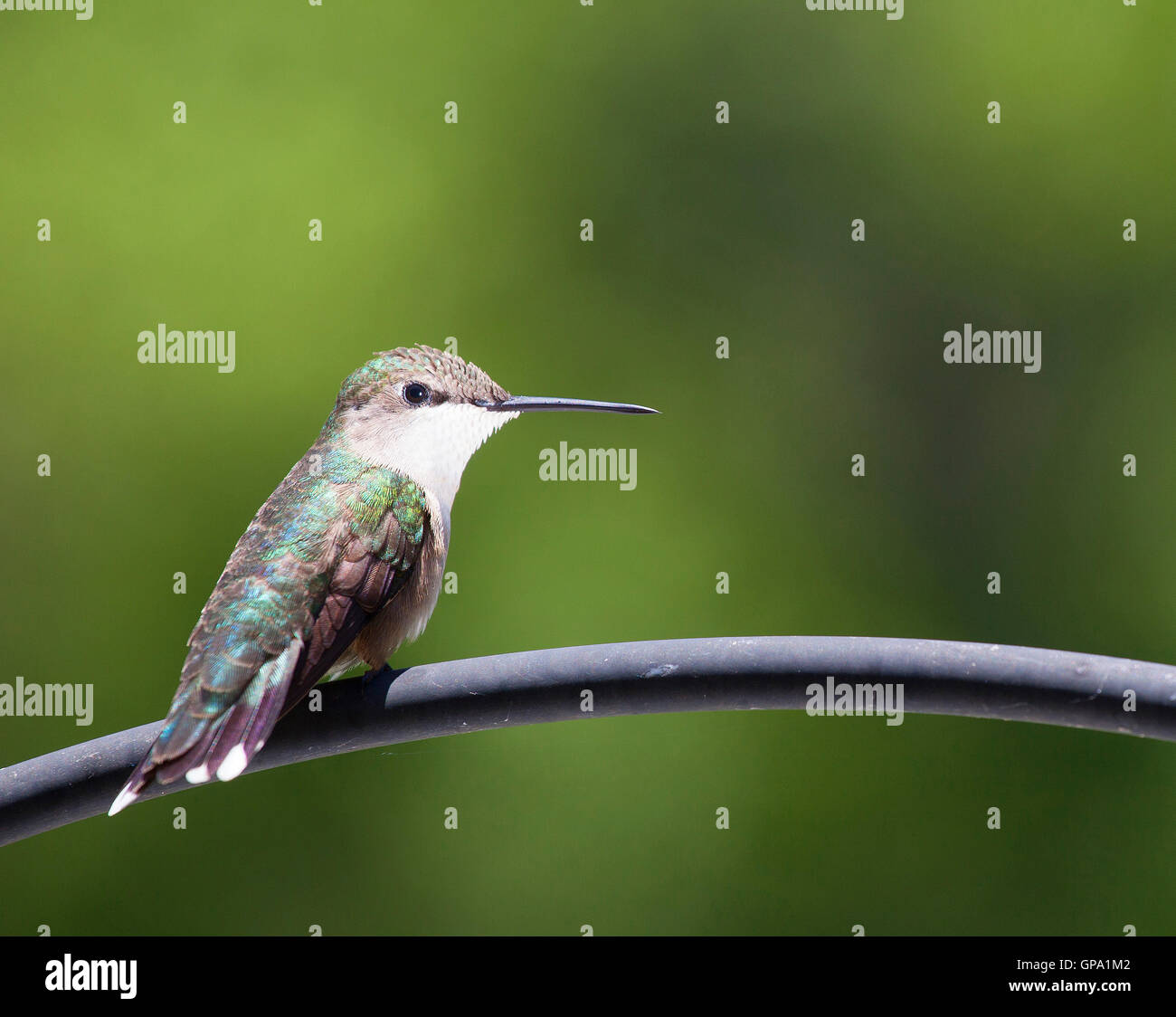 Hummingbird on a metal tube that looks like it sees the camera Stock ...