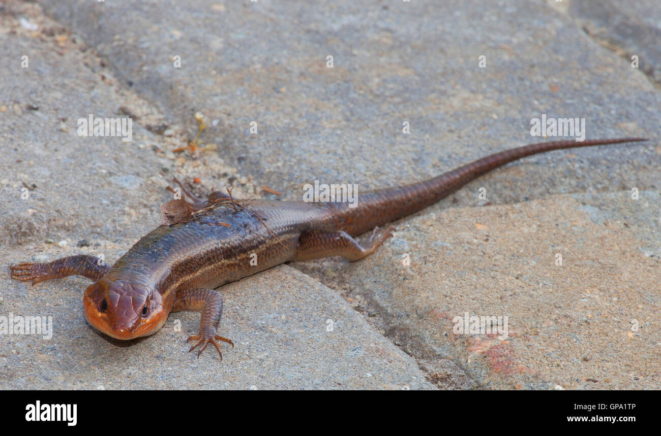 Type of lizard barely moving in the shade on the bricks Stock Photo - Alamy