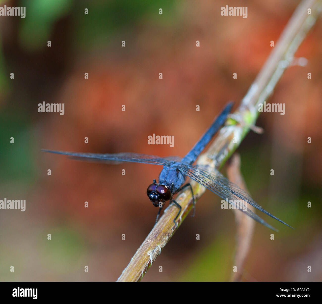 Stick insect wings hi-res stock photography and images - Alamy