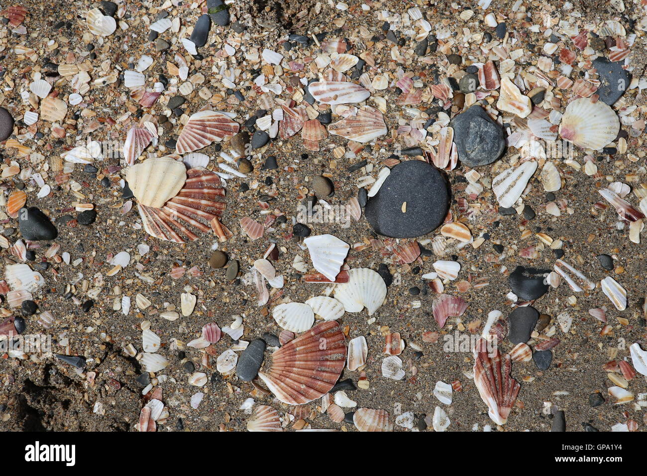shells on beach - in sand by seaside - Isle of Man Peel Beach Stock ...