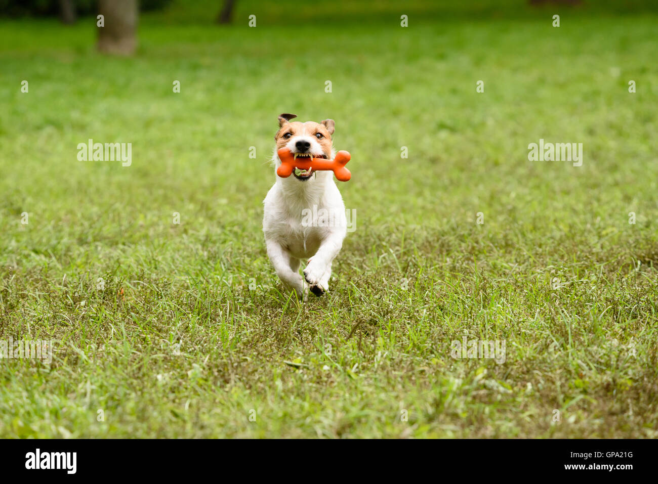 Dog running with bone at teeth Stock Photo - Alamy