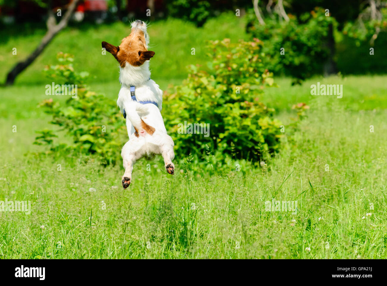 Flying with dog hi-res stock photography and images - Alamy