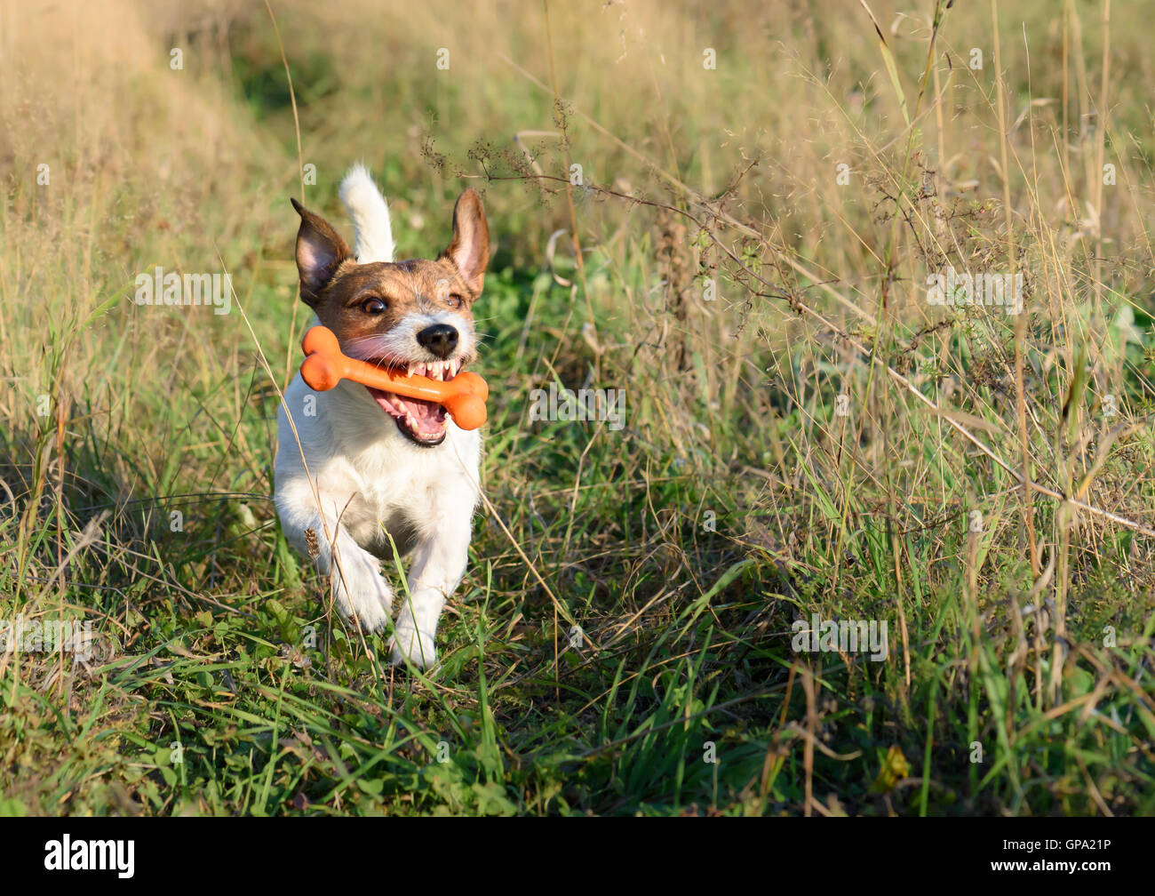 Summer outdoor toy hi-res stock photography and images - Alamy
