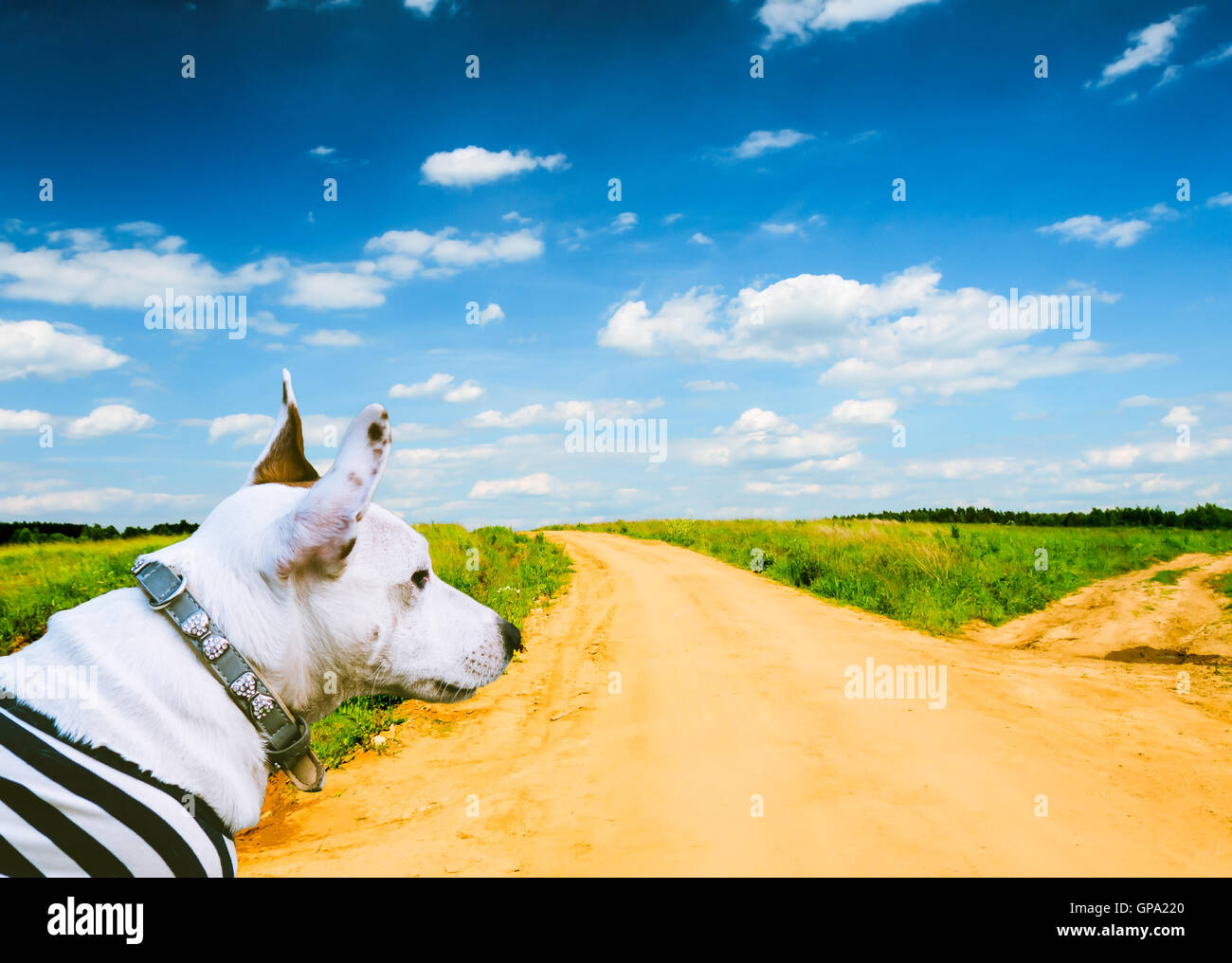 Summer scene. Road going to skyline and dog ready for adventure Stock ...