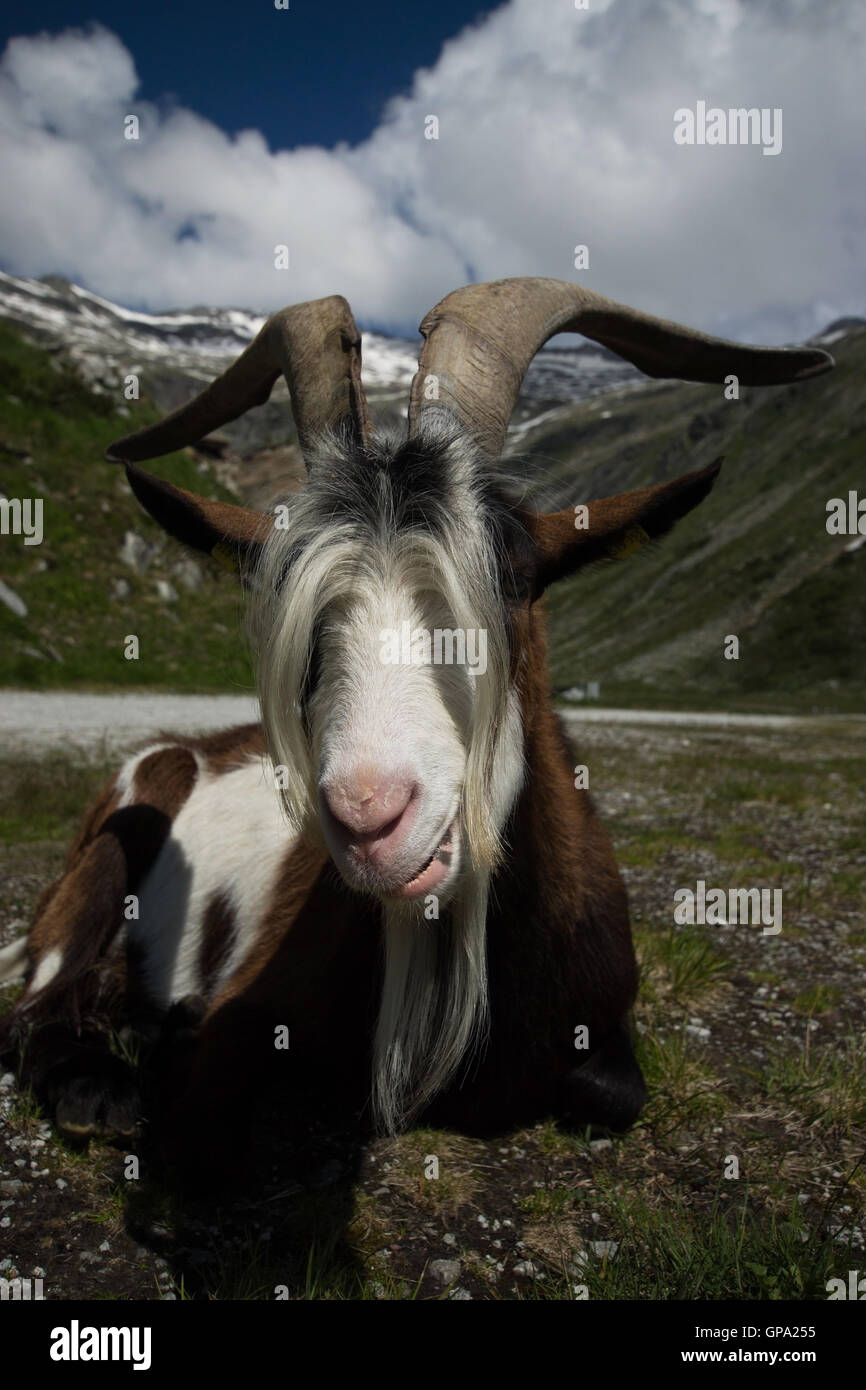 Goat at the Kölnbrein Dam. The Kölnbrein Dam is an arch dam in the Hohe ...