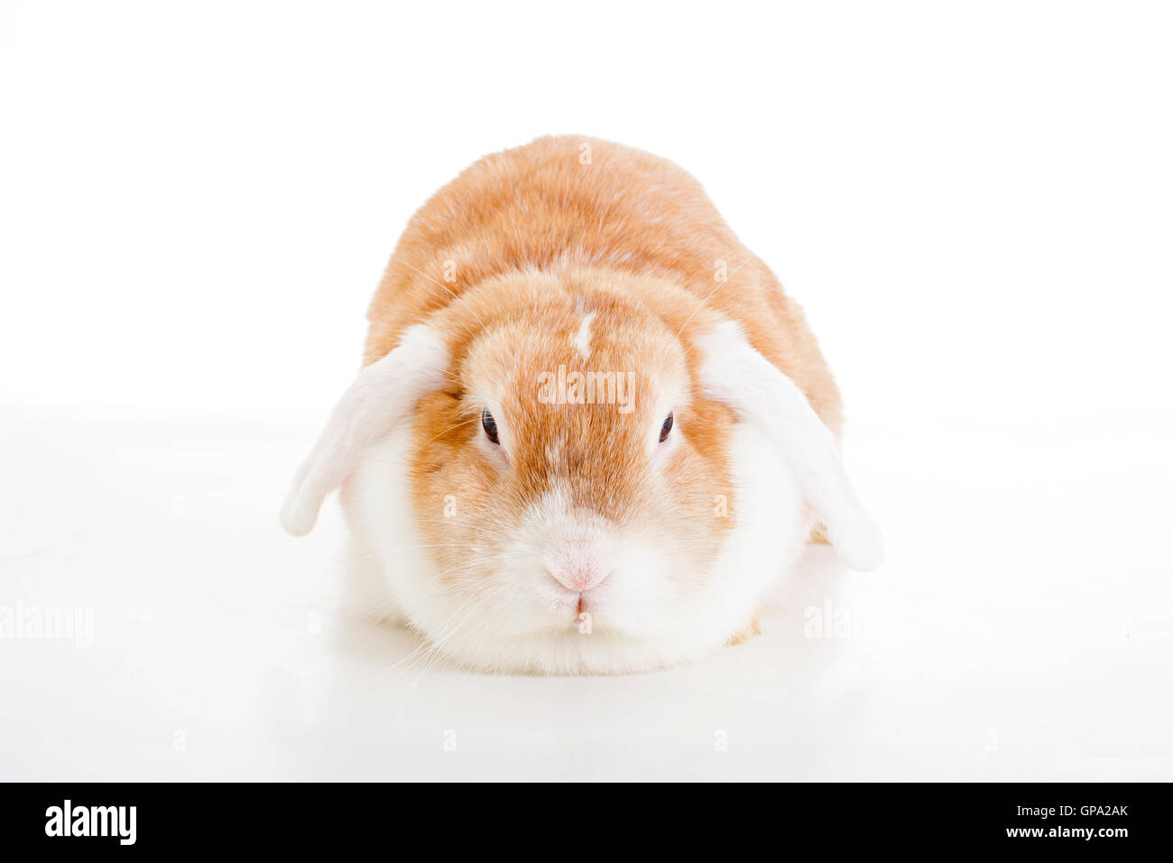 Ear fluff hi-res stock photography and images - Alamy