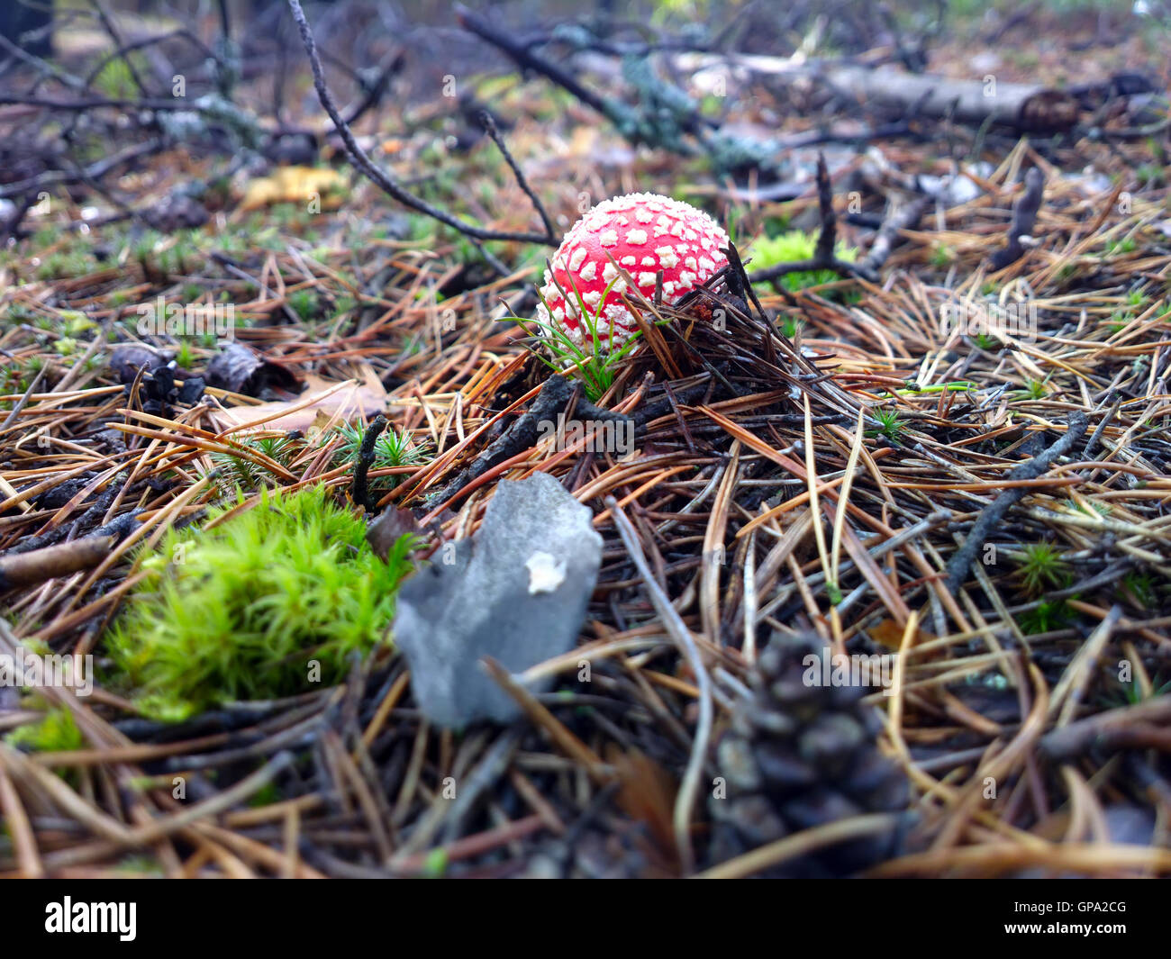beautiful fungusin wood whith grass and moss Stock Photo - Alamy