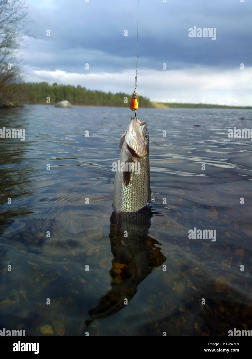 grayling fishing in the North in Scandinavia Stock Photo - Alamy