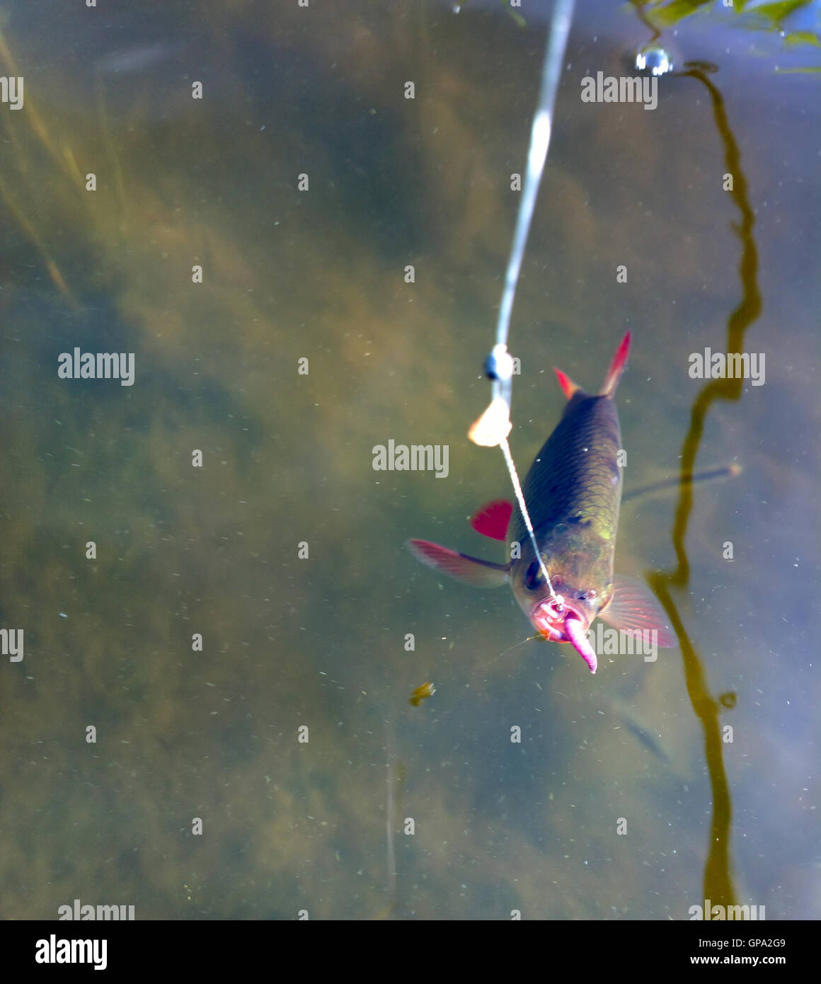 fishing on freshwater lakes in the reeds Stock Photo - Alamy