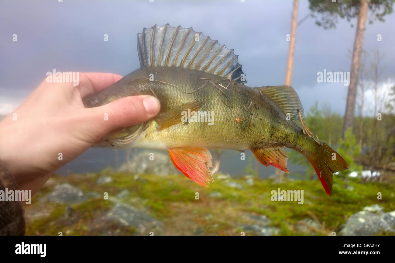 perch fishing in the North in Scandinavia Stock Photo - Alamy