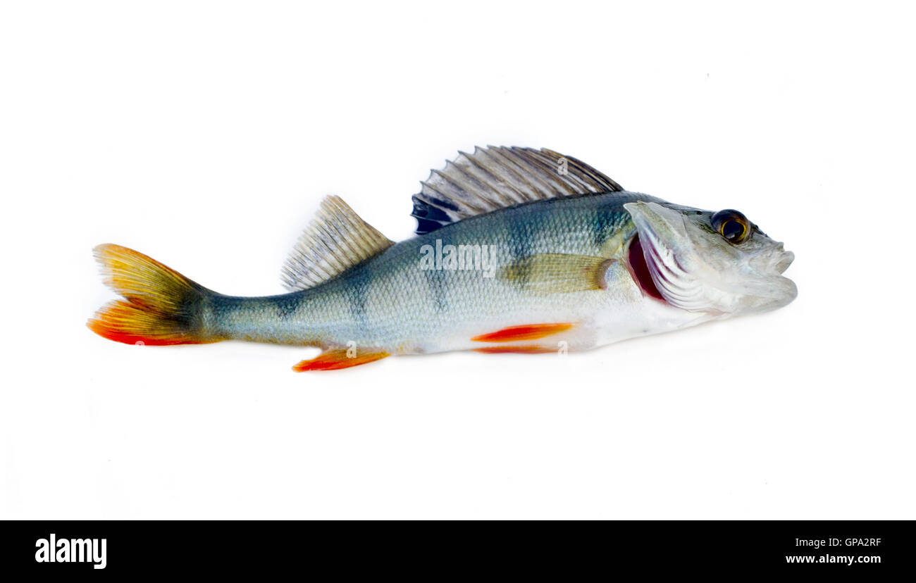 perch one fish isolated on white background Stock Photo - Alamy