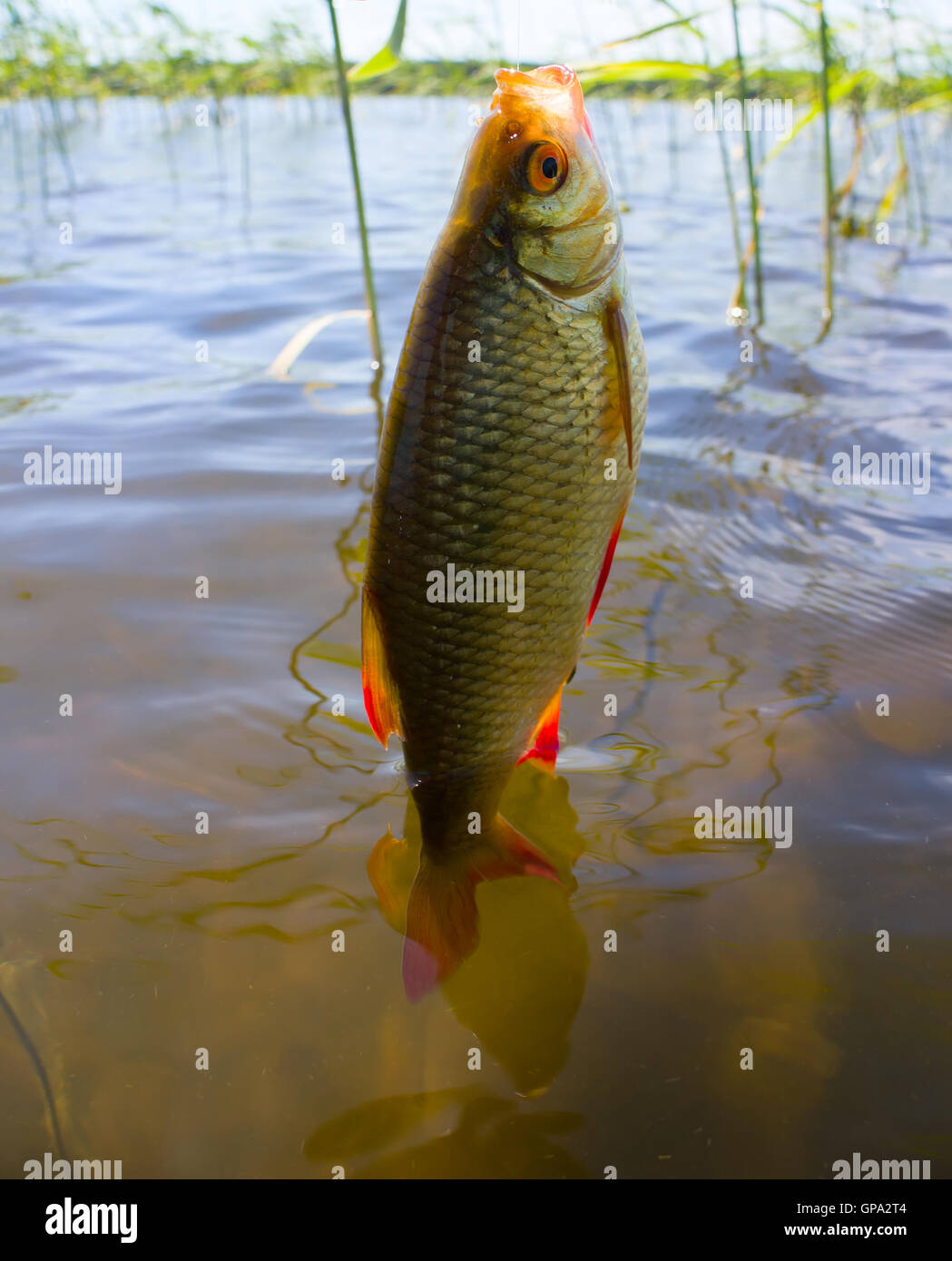 fishing on freshwater lakes in the reeds Stock Photo - Alamy