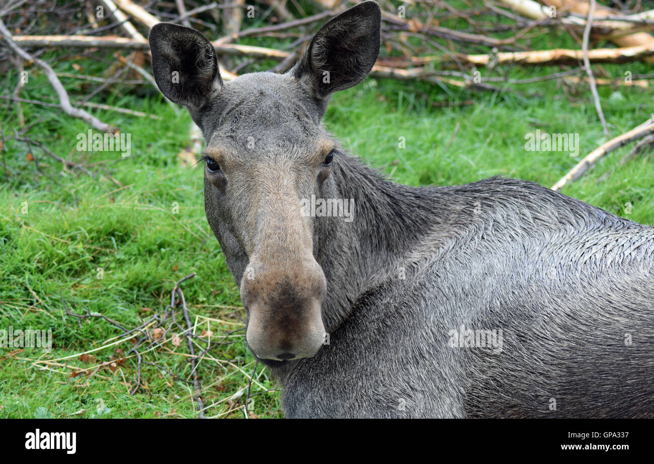 European Elk - Highland Wildlife Park Stock Photo - Alamy