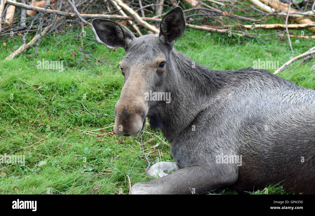 European Elk High Resolution Stock Photography and Images - Alamy
