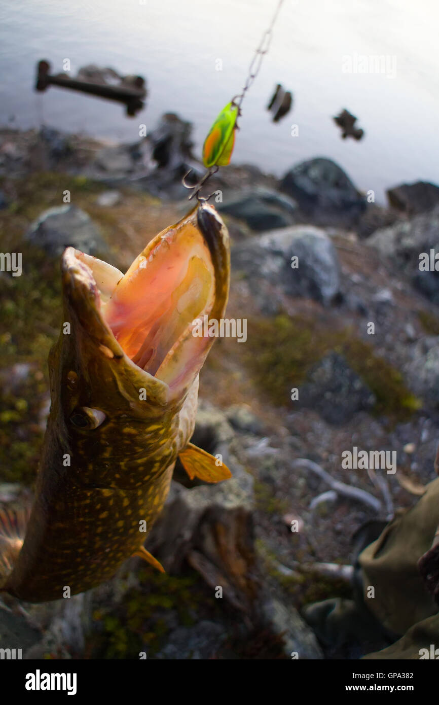 pike fishing big Northern fish Scandinavia Finnmark Stock Photo - Alamy
