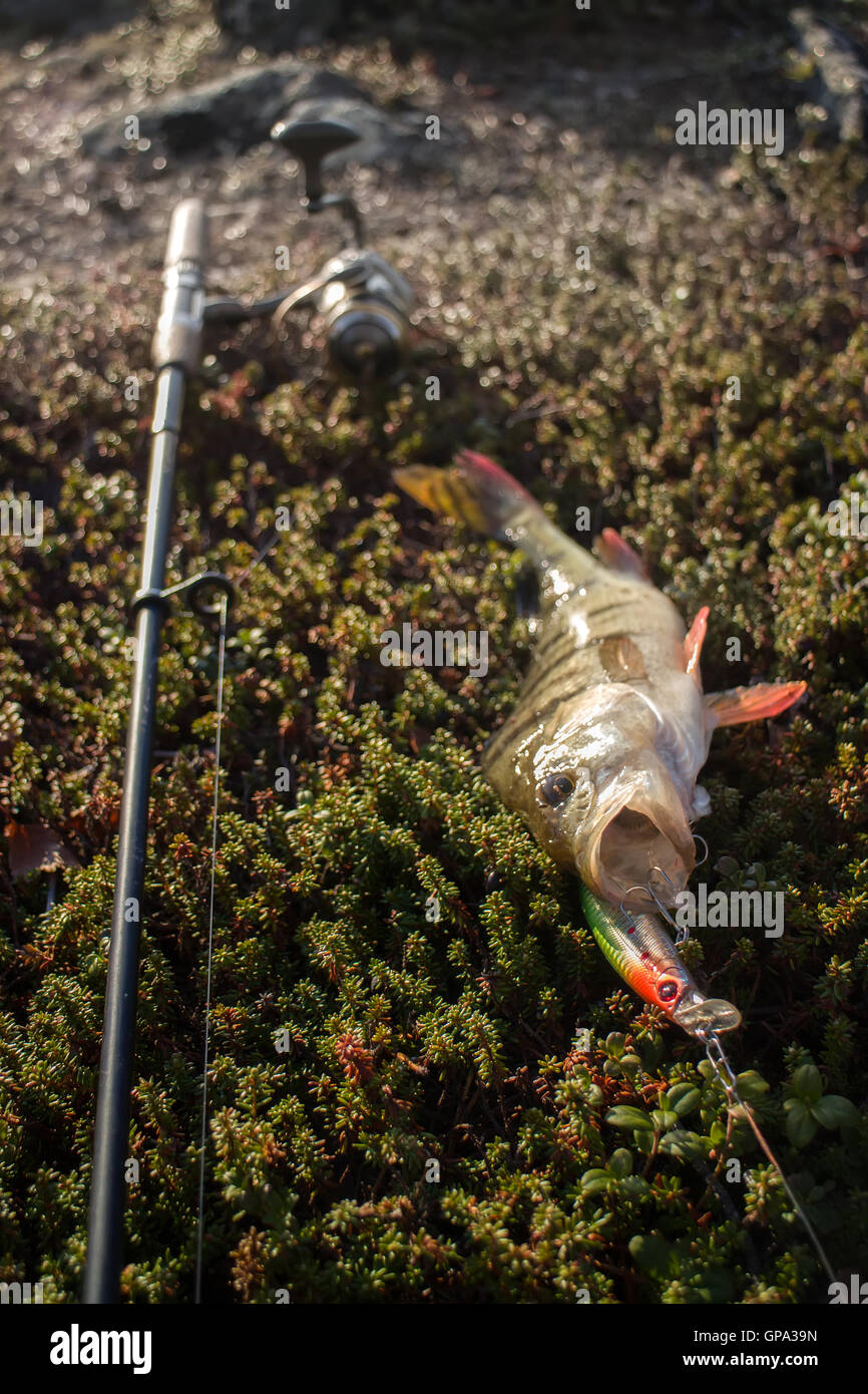 perch fishing in the North in Scandinavia Stock Photo - Alamy