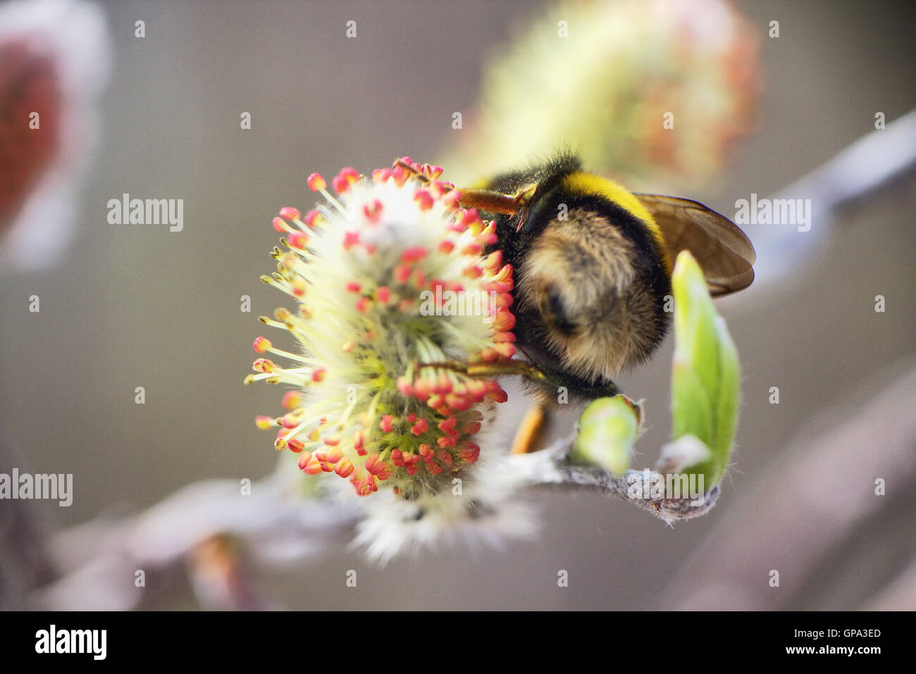 bumblebees on flowers fly for nectar macro Stock Photo - Alamy