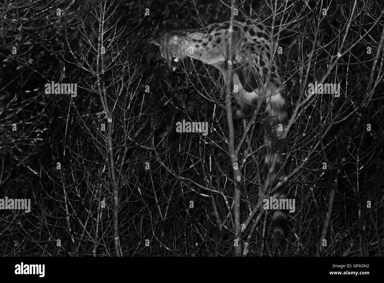 Night spots Black and White Stock Photos & Images - Alamy