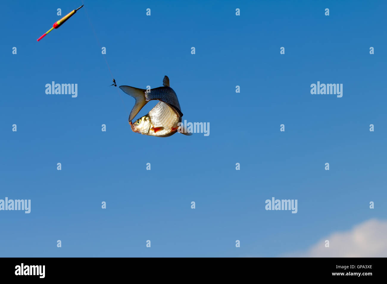 summer fishing bream in lake during day Stock Photo - Alamy