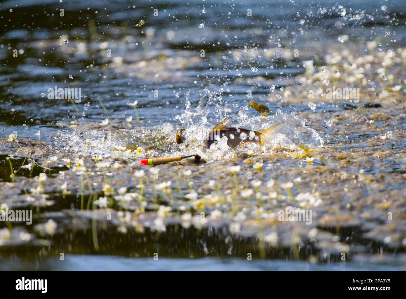 summer fishing bream in lake during day Stock Photo - Alamy