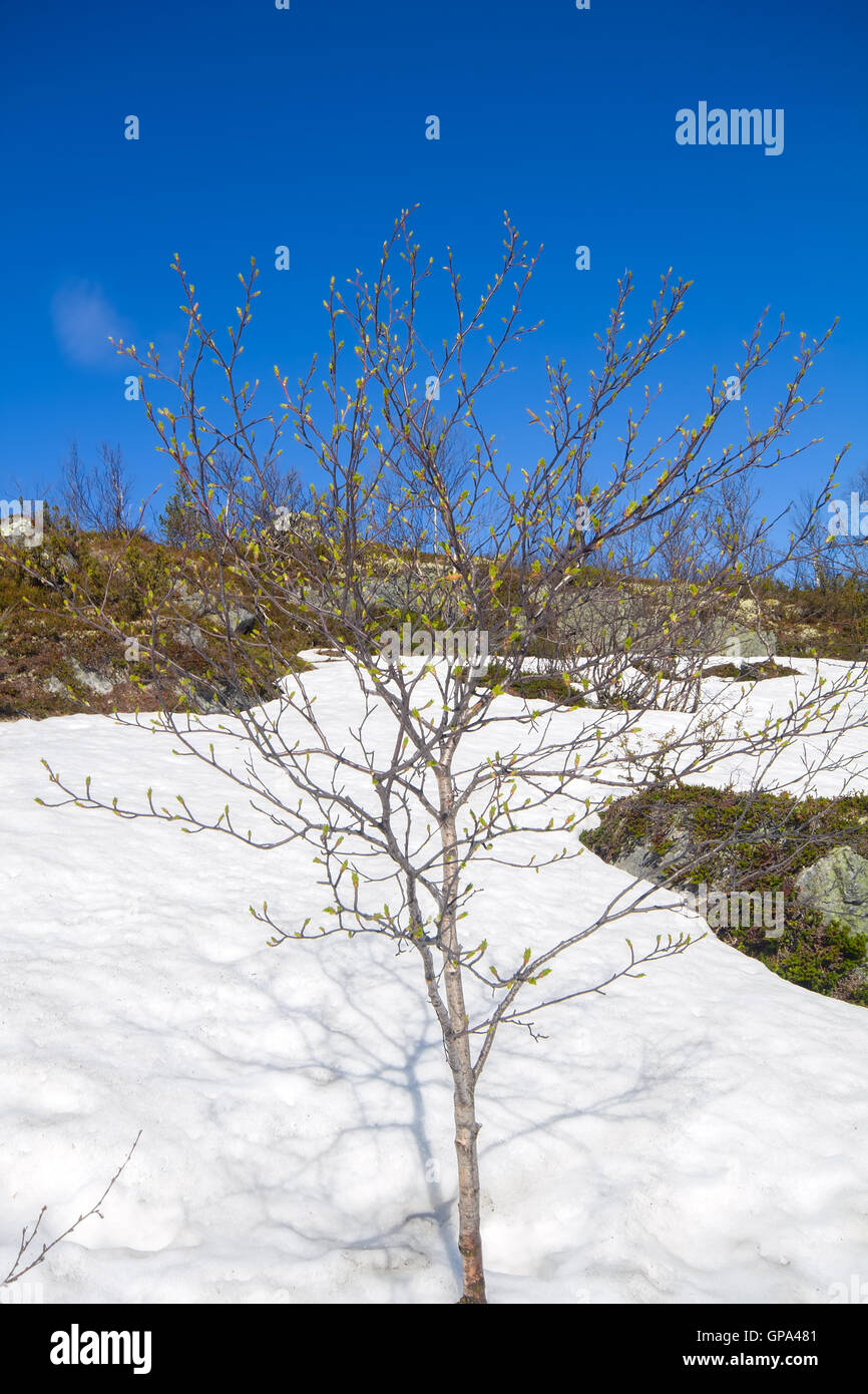 spring in the north tundra in hills Stock Photo - Alamy