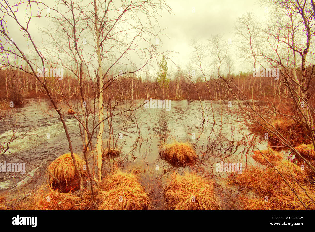 Picture of spring floods. Transparent water flow in birch forest Stock ...