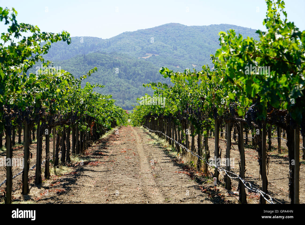 Vineyard of Peju Province Winery.Rutherford,Napa Valley,Northern ...