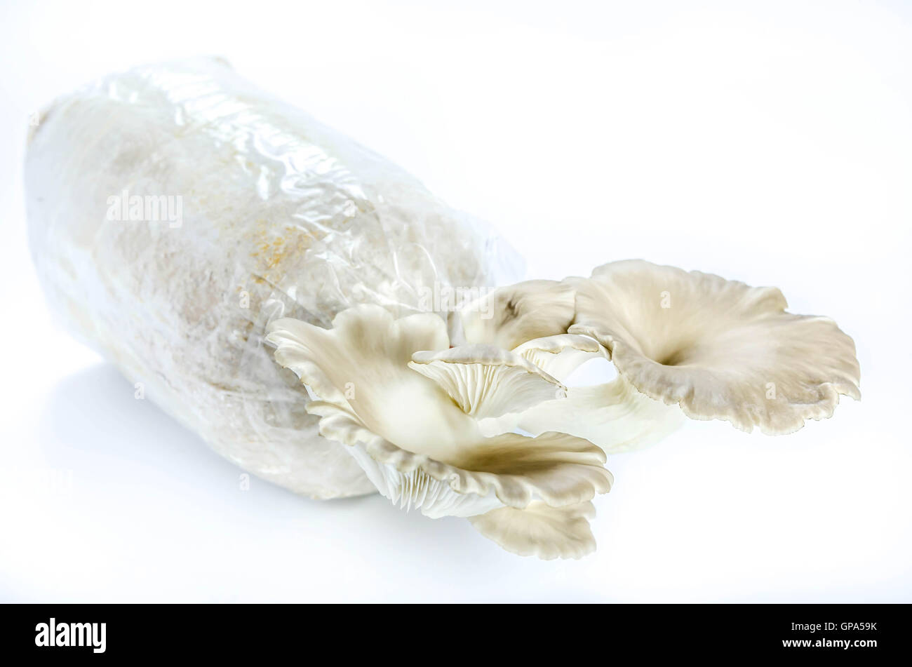 Oyster mushrooms on the plastic bag with mycelium and substrate ...
