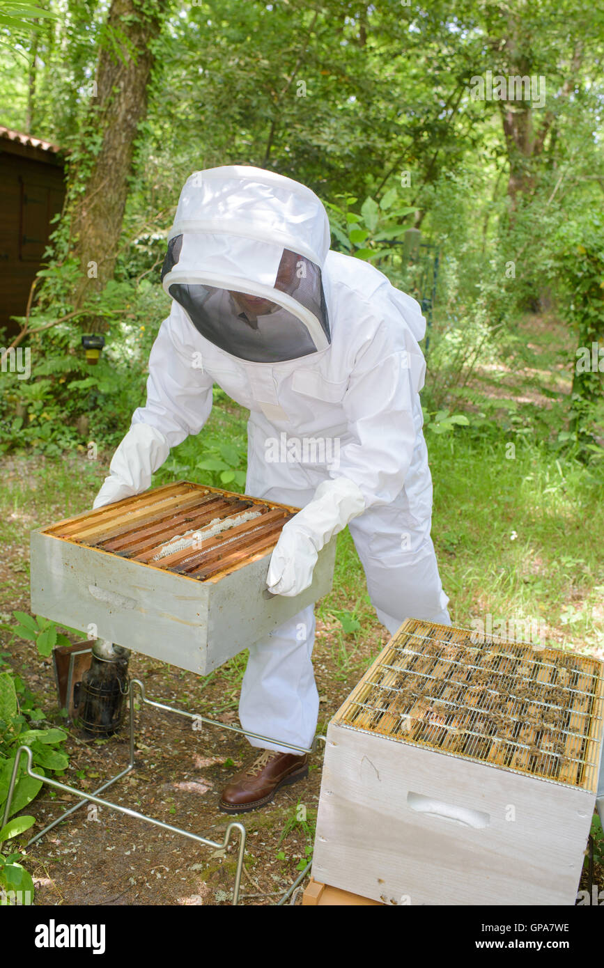 Beekeeper in suit veil hi-res stock photography and images - Alamy