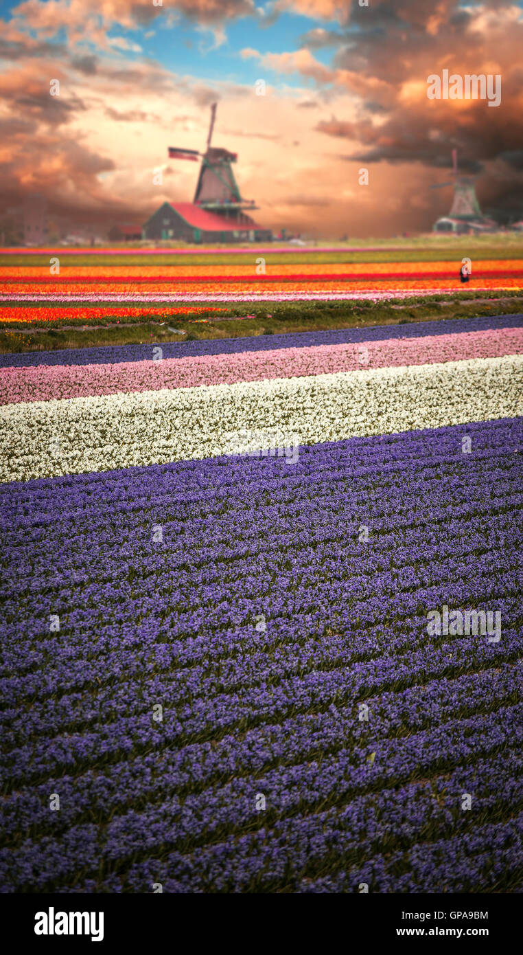 Windmill with tulip field in Holland Stock Photo - Alamy