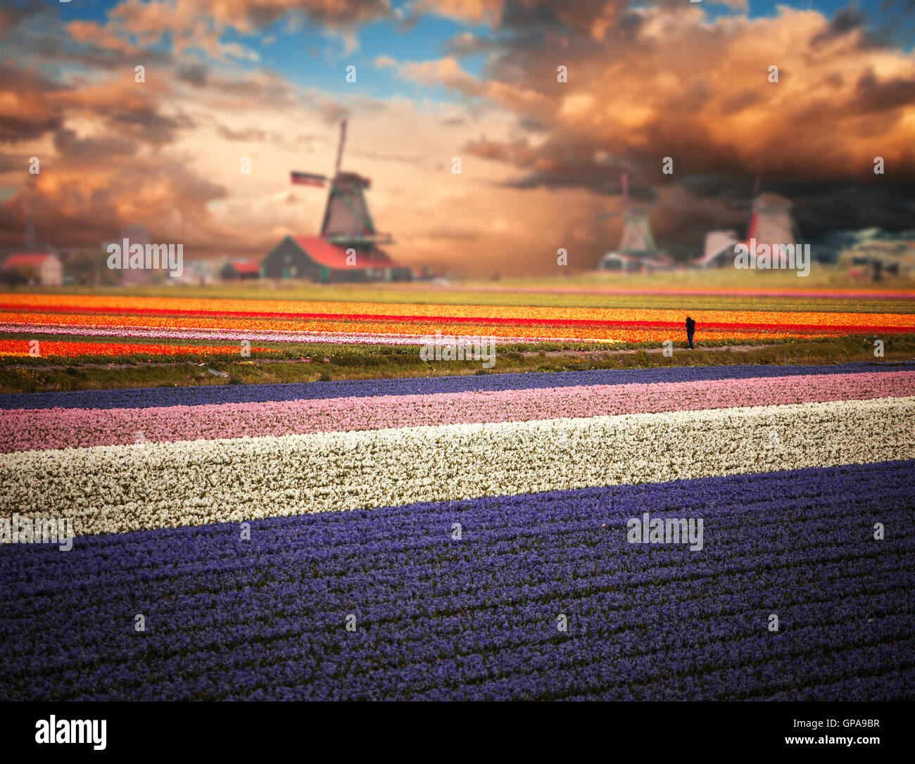Windmill with tulip field in Holland Stock Photo - Alamy