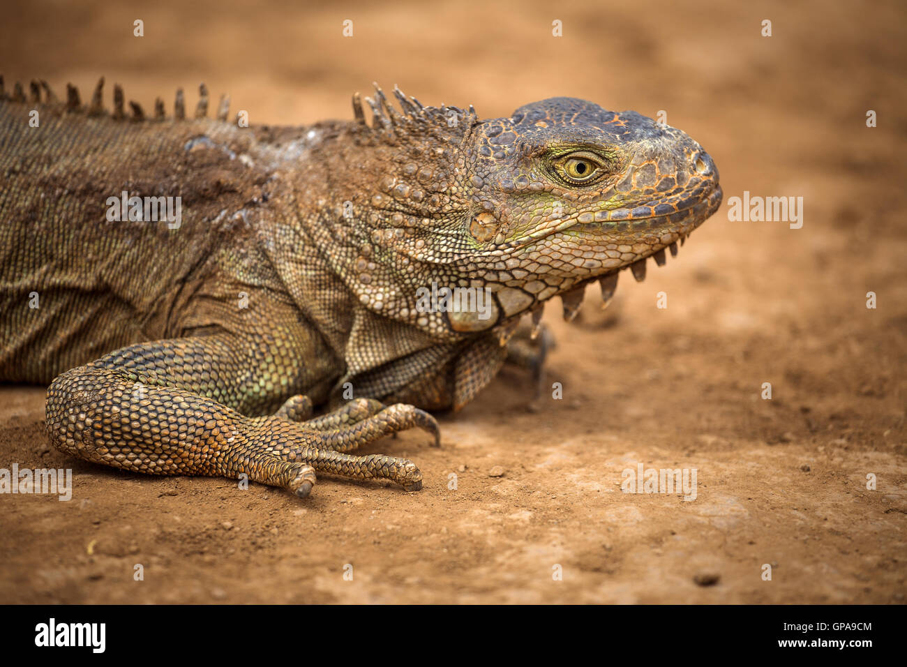 Komodo dragon lizard crawling on hi-res stock photography and images ...