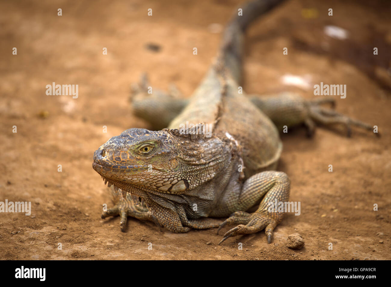 Animal varan reptile hi-res stock photography and images - Alamy