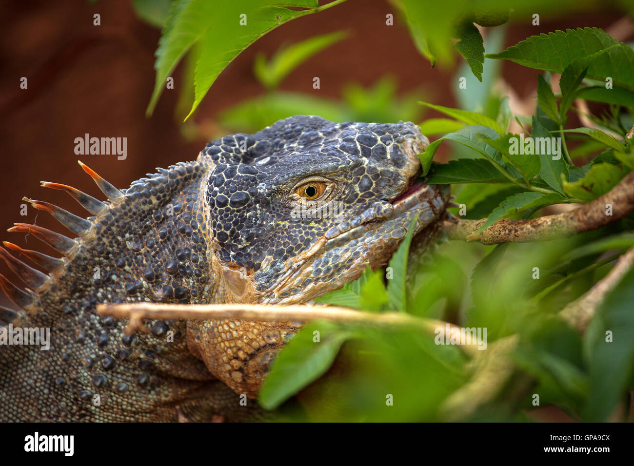 varan crawling on the ground. close-up of a lizard Stock Photo - Alamy