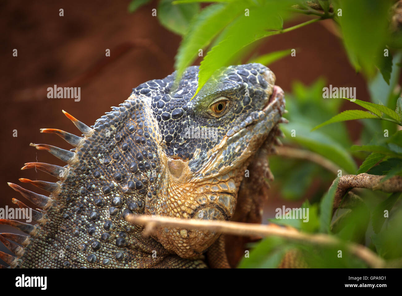 Animal varan reptile hi-res stock photography and images - Alamy