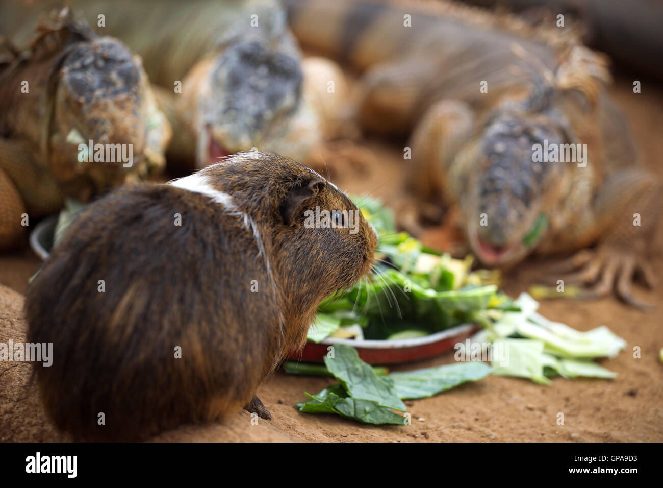 Three lizard eat the leaves of the plates and they came to eat the ...