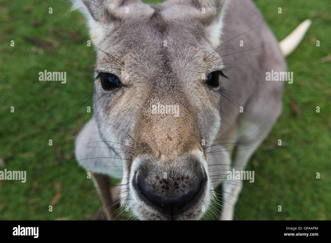Kangaroo eye hi-res stock photography and images - Alamy