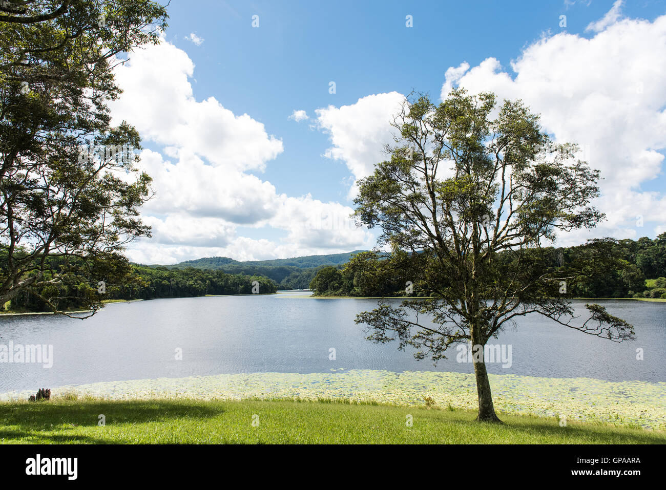 Green tree by a pond in the park, Nimbin, Australia Stock Photo - Alamy