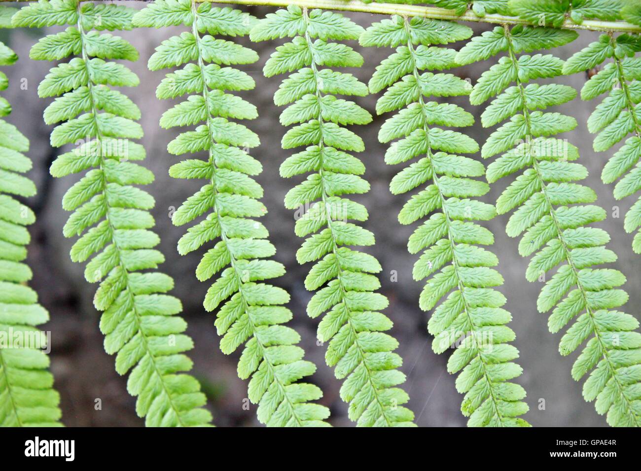 Frond leaf hi-res stock photography and images - Alamy